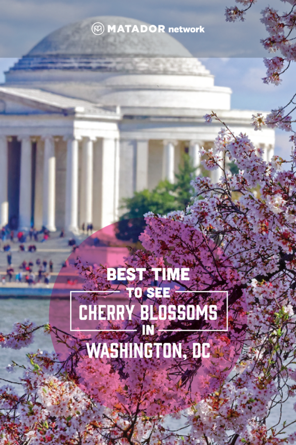 Best Time to See the Cherry Blossoms Bloom in Washington, DC